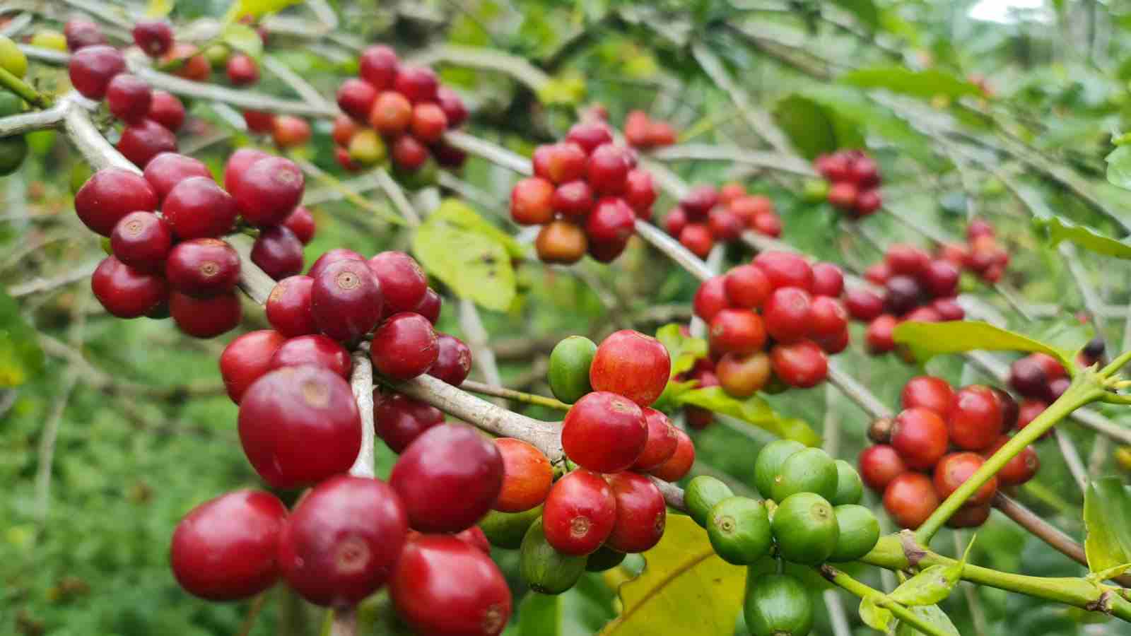 Ajkoffie – FROM SEED TO SIP